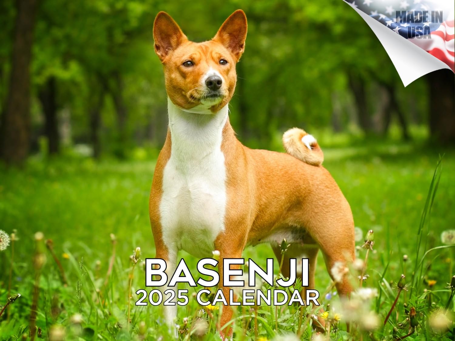 Amazon.com : 2024 2025 Basenji Calendar - Dog Breed Monthly Wall ...
