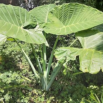 Taro Bulbs Colocasia Bulbs - Large Elephant Ear Bulbs - Beautiful ...