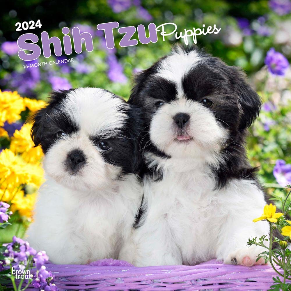 Shih Tzu Puppies | 2024 12 x 24 Inch Monthly Square Wall Calendar ...