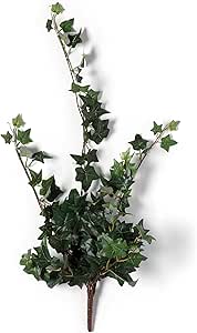 Amazon.com: Ashland Assorted Mini English Ivy Bush : Home & Kitchen