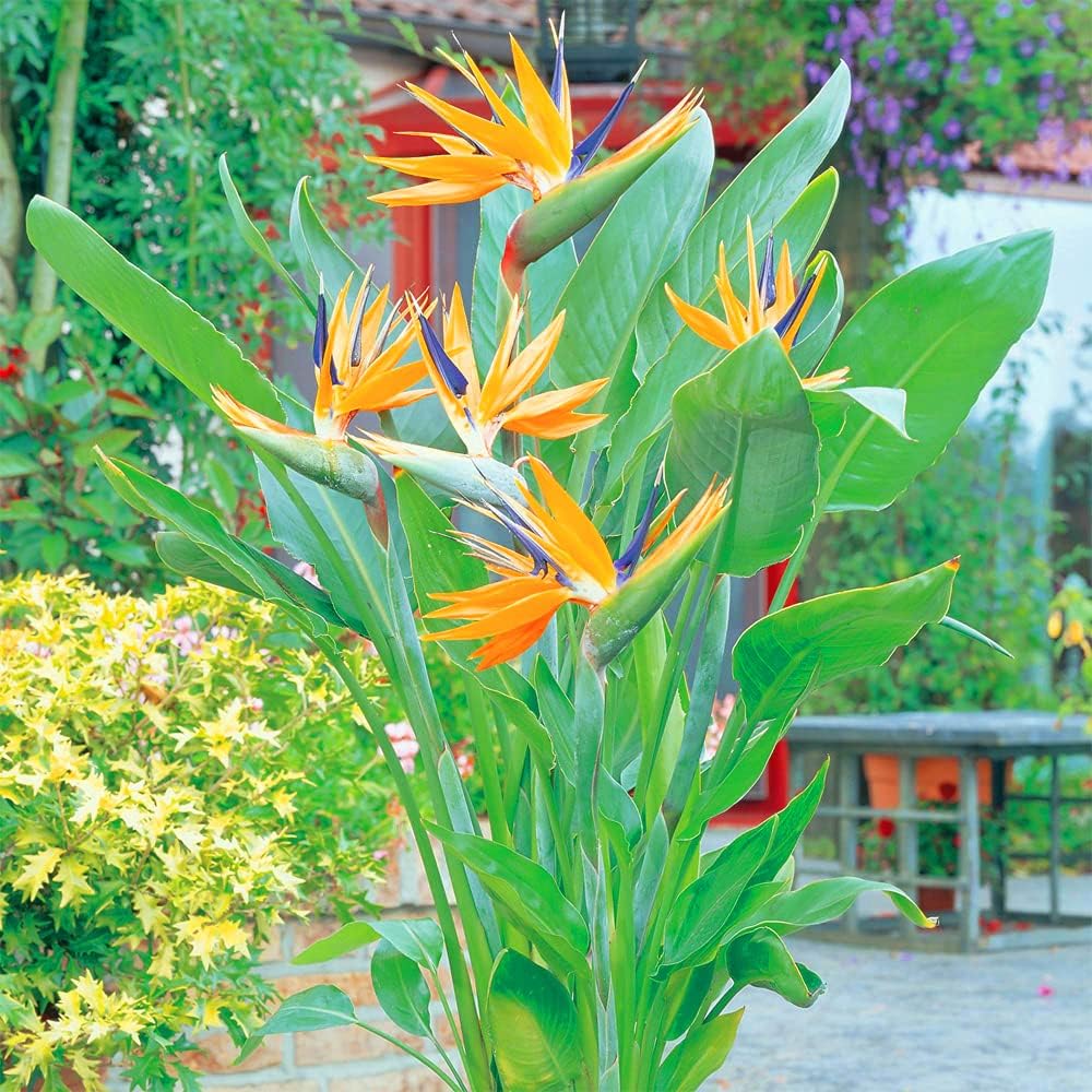 STRELITZIA REGINAE PLANTE TROPICALE OISEAU DE PARADIS FEUILLAGE ...