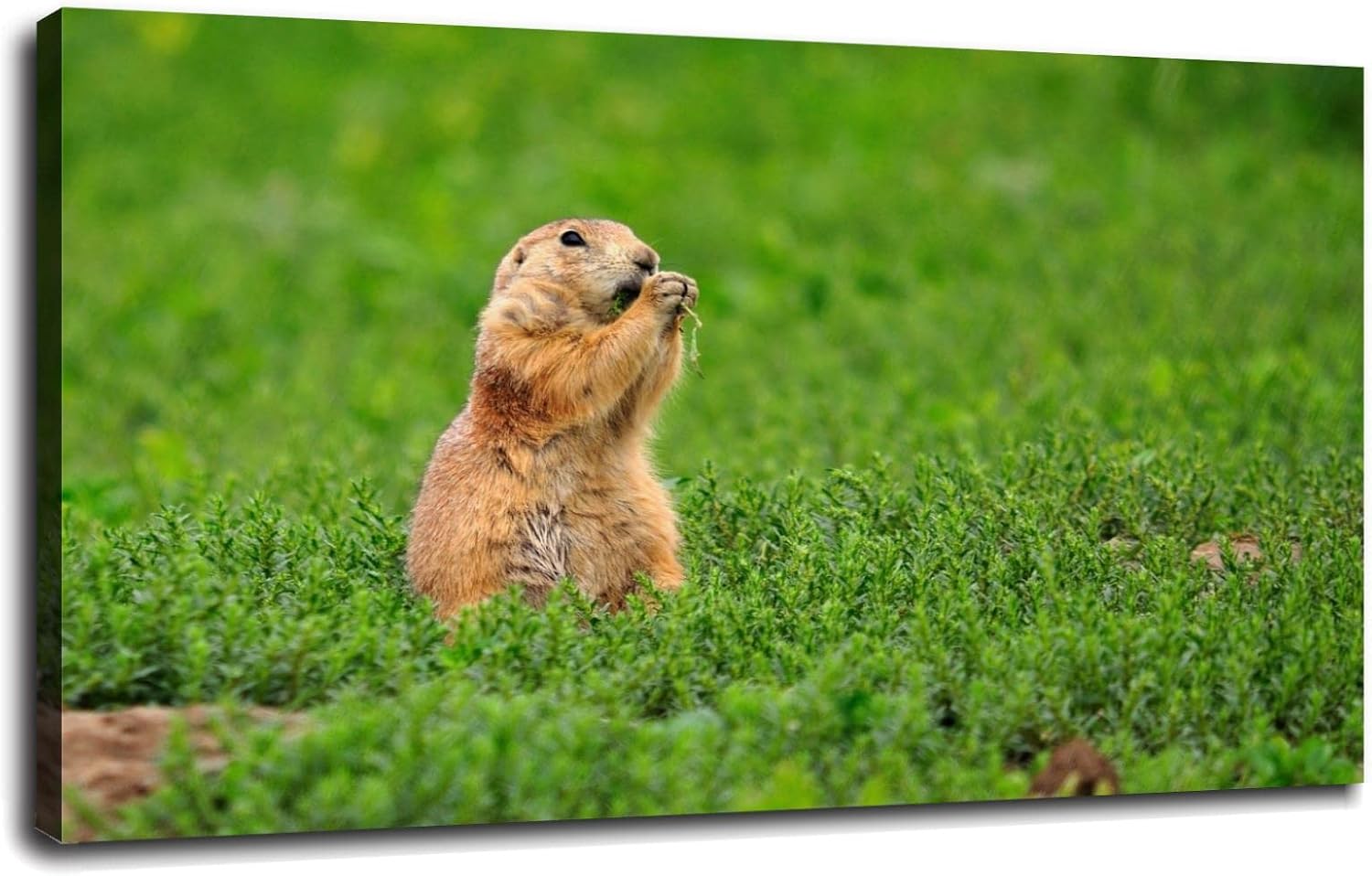 Amazon.com: SSDDKL Gopher Squirrel Standing In Grass Wall Art Canvas ...
