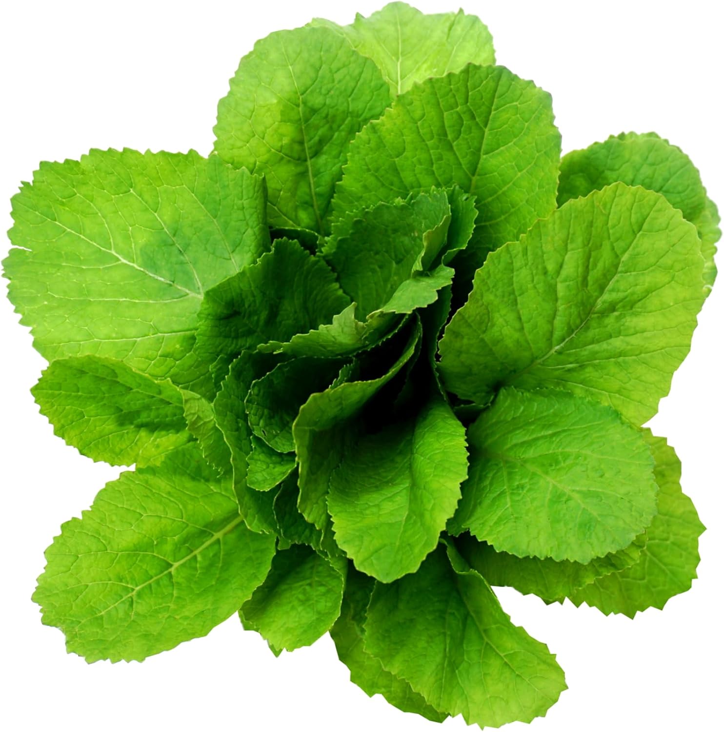 Amazon.com : 2000 Florida Broadleaf Mustard Seeds for Planting ...