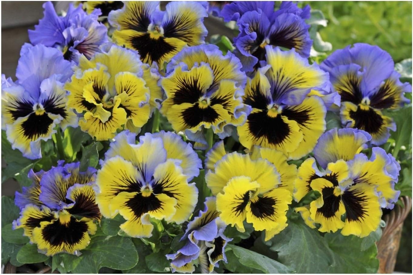 PREMIER SEEDS DIRECT - Pansy Winter Flowering - Frizzle Sizzle F1 ...