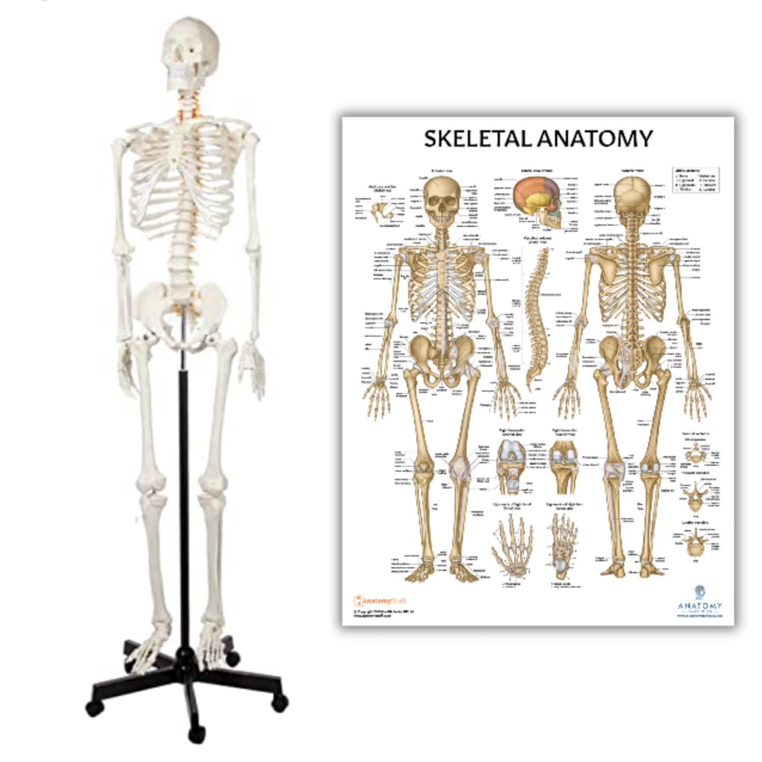 Axis Scientific Human Skeleton Model for Anatomy Bundle, 5' 6" Life ...
