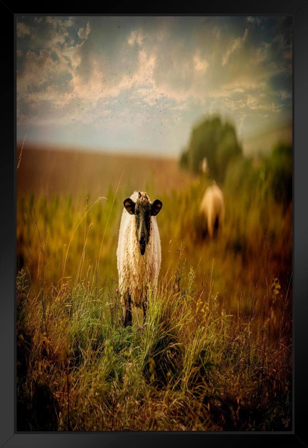 Amazon.com: Sally Sheep by Chris Lord Photo Photograph Sheep Posters ...