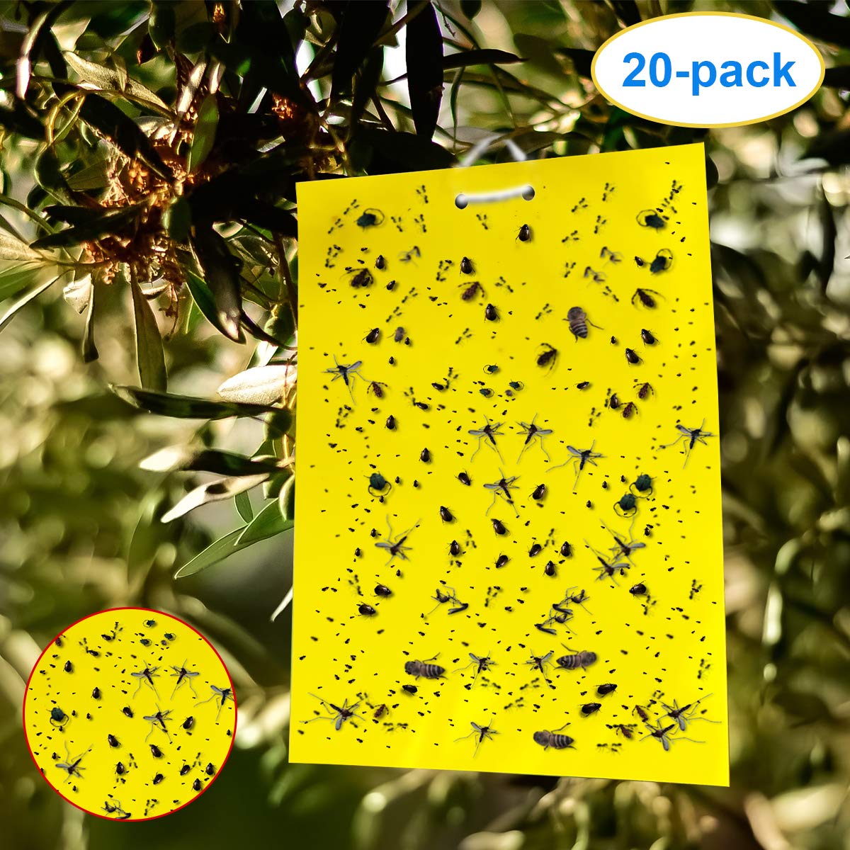 Buy ALLRoad 20 Pack Dual-Sided Yellow Sticky for Insect Fungus Gnat ...