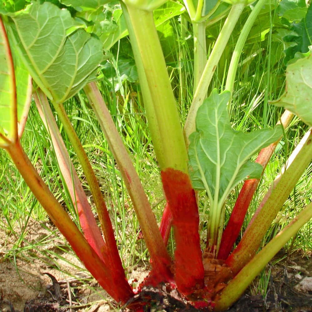 Amazon.com : Outsidepride Victoria Rhubarb Vegetable Seeds - 500 Pcs ...