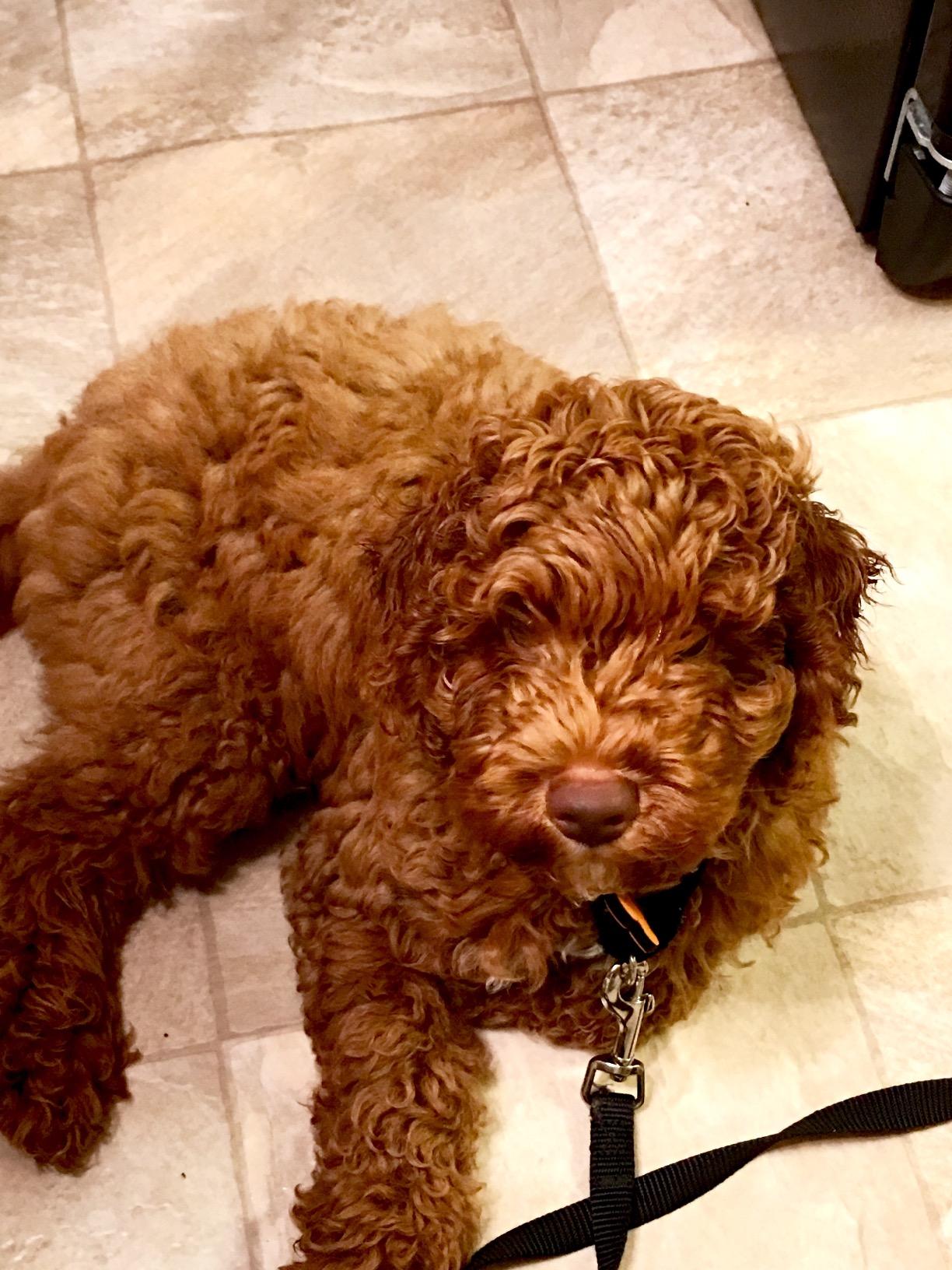 Australian Labradoodles. Kindle. The Ultimate Australian Labradoodle ...