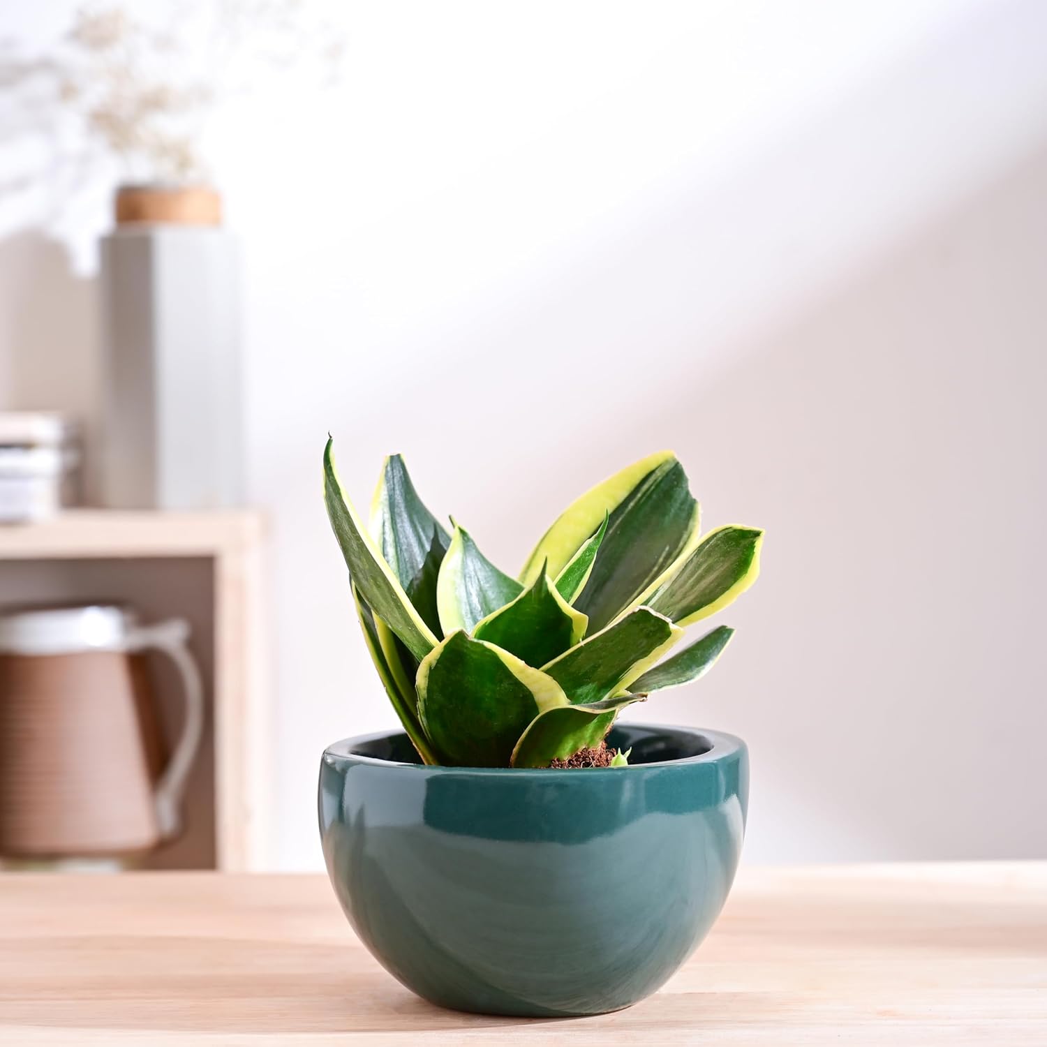UGAOO Nature's Hum Fat Ceramic Planter for Plants | Flower Pot for ...