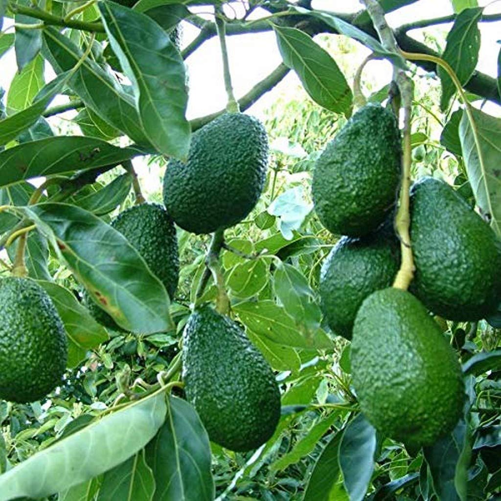 Creative Farmer Live Plant Butter Fruit (Avacado) Butterfruit Pear ...