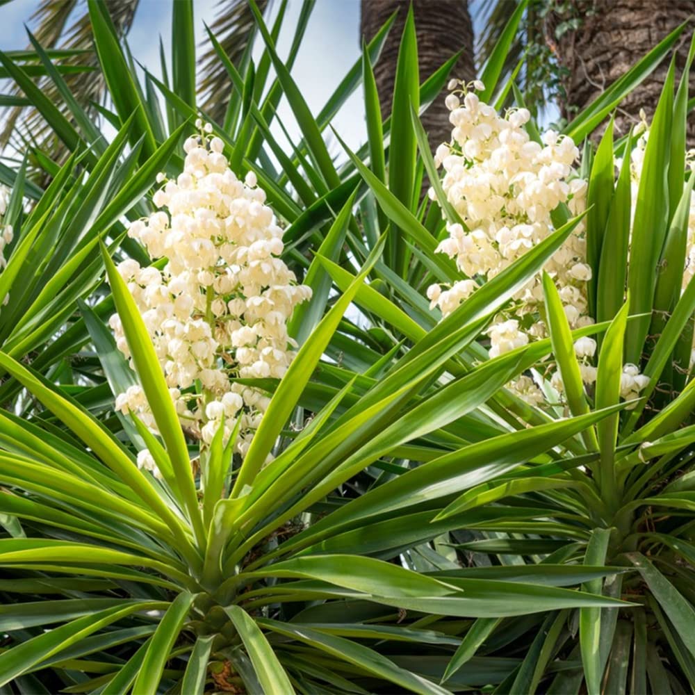 Flores De Yuca Perenne