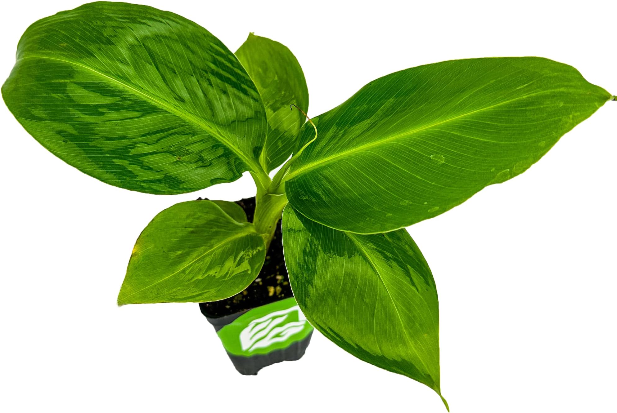 Amazon.com : Musa 'Truly Tiny' Super Dwarf Banana Plant - Extremely ...