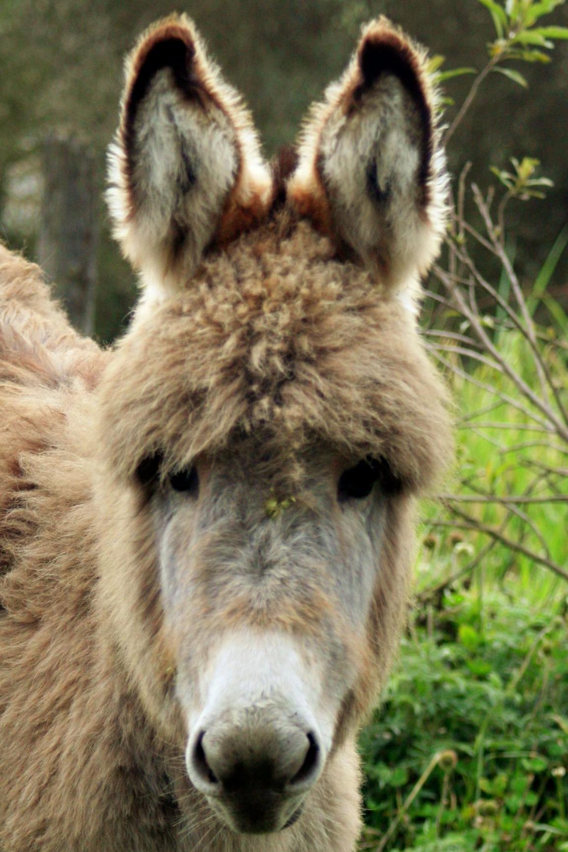 The True Patriot: Liu, Eric, Hanauer, Nick: 9781570615573: Amazon.com ...