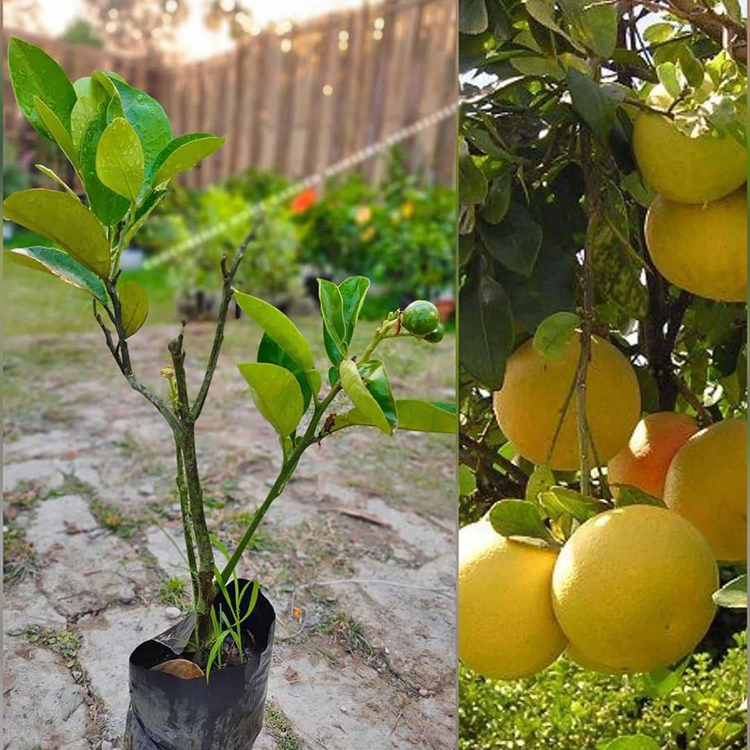 BLOOM & GROW® Rare Grafted Sweet Citrus Kambili Naranga - High Yield ...