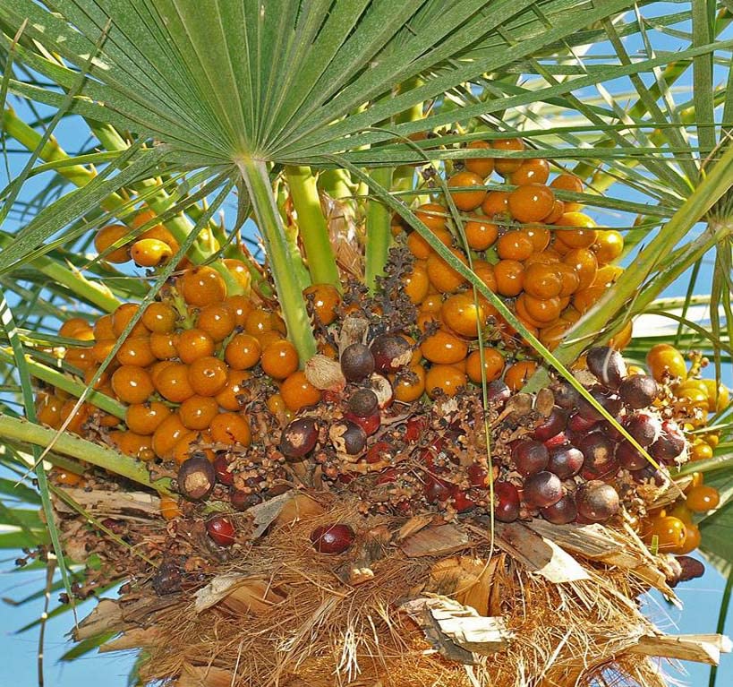 Chamaerops humilis - How to grow & care