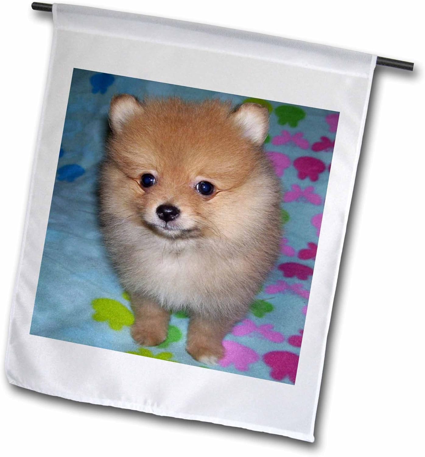 Amazon.com : Rebecca Anne Grant Photography Canines Dogs Pomeranians ...
