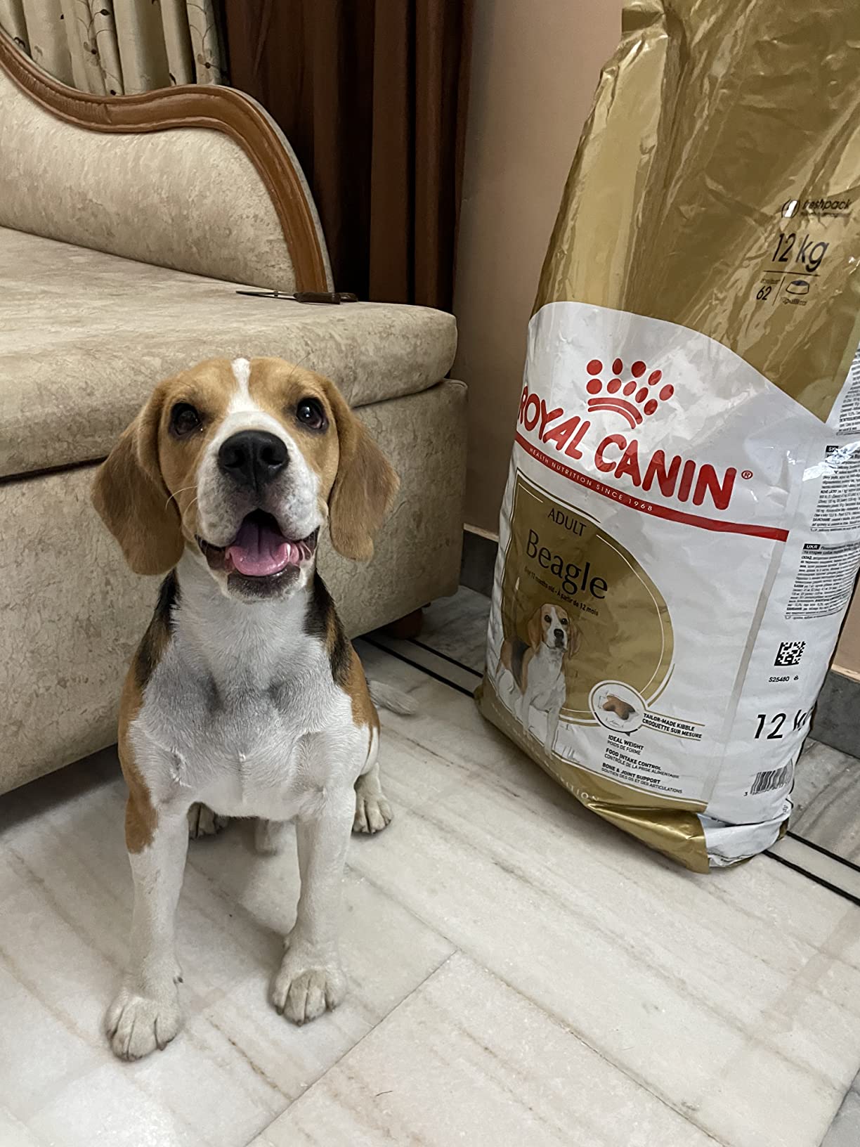 Royal Canin Beagle Adult Dogs, 12000 G,Dry : Amazon.in: Pet Supplies