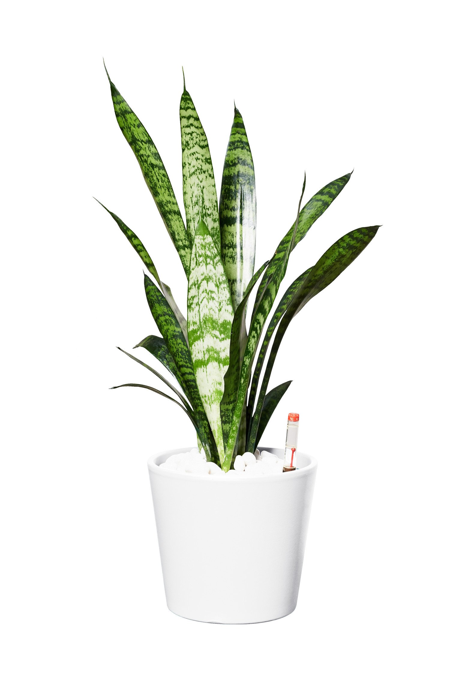 Pflanzenfuchs® Yucca Gloriosa Variegata - Fädige Palmlilie - Gesamthöhe ...
