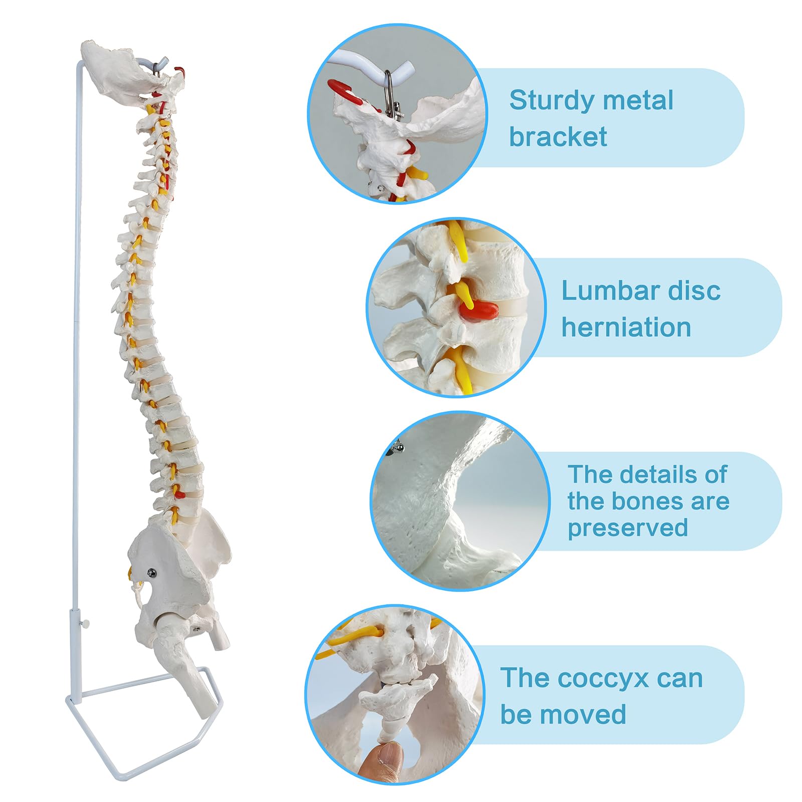 Snapklik.com : EVOTECH Flexible Human Spine Model For Anatomy, 34.8 ...