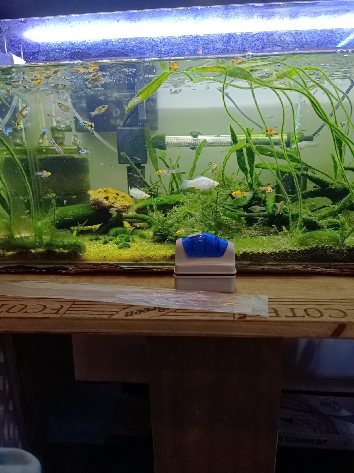 VAYINATO® Magnetic Brush Algae Scraper Cleaner for Aquarium Fish Tank (Upto 2.5 Feet Tank) by ...