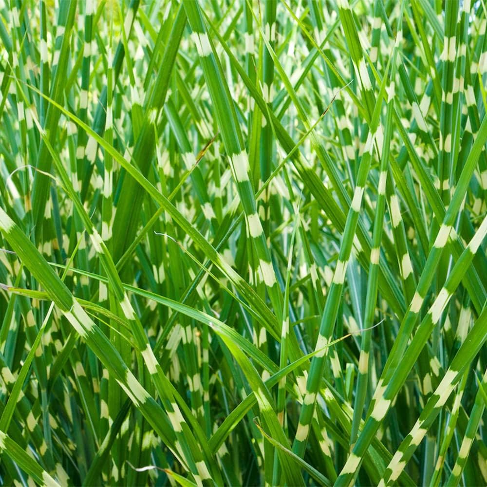 Amazon.com : QAUZUY GARDEN 10 Seeds Zebra Grass Variegated Maiden Grass ...