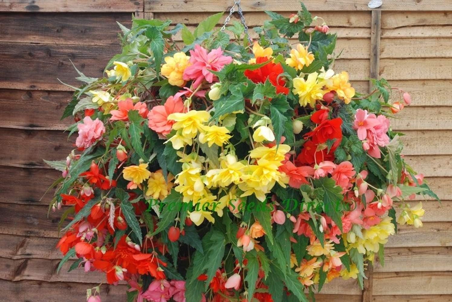 5 X Trailing Begonia Illumination Mixed Plug Plants : Amazon.co.uk: Garden