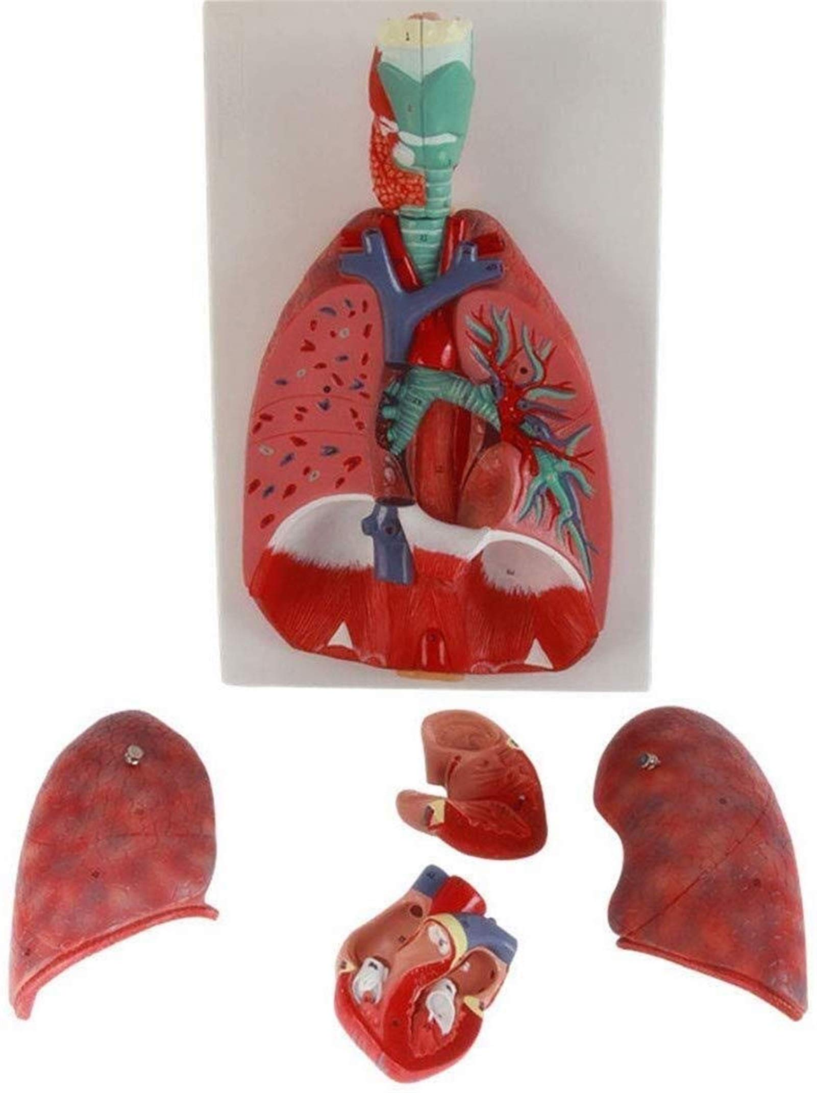 Buy QIQIZHANG Anatomy Model, Human Torso Model Life Size 3/4 Lung Model ...
