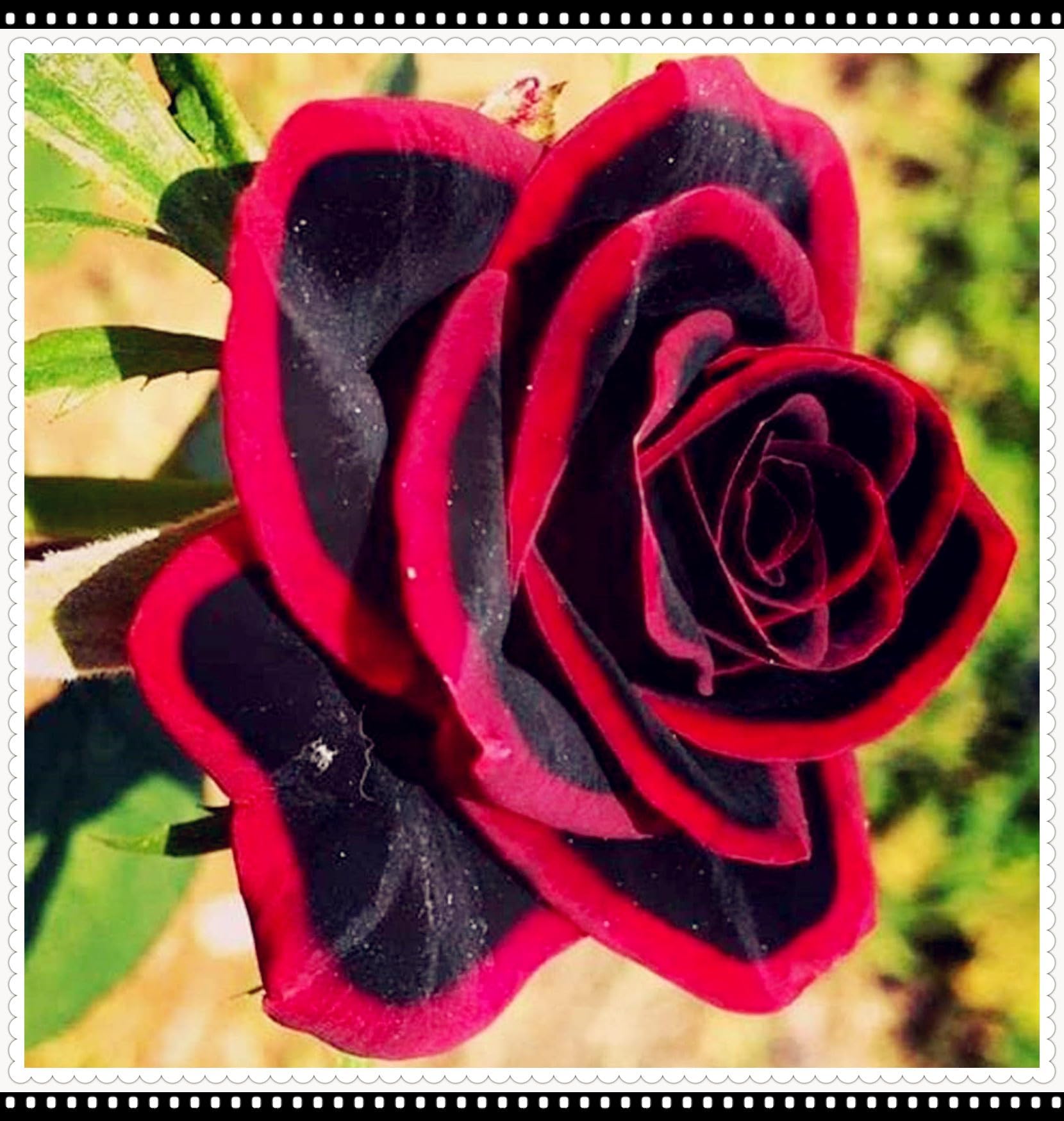 Bloom Green Co. 2018 Neue 100 PC/bag seltene Rosenpflanze Black Rose ...