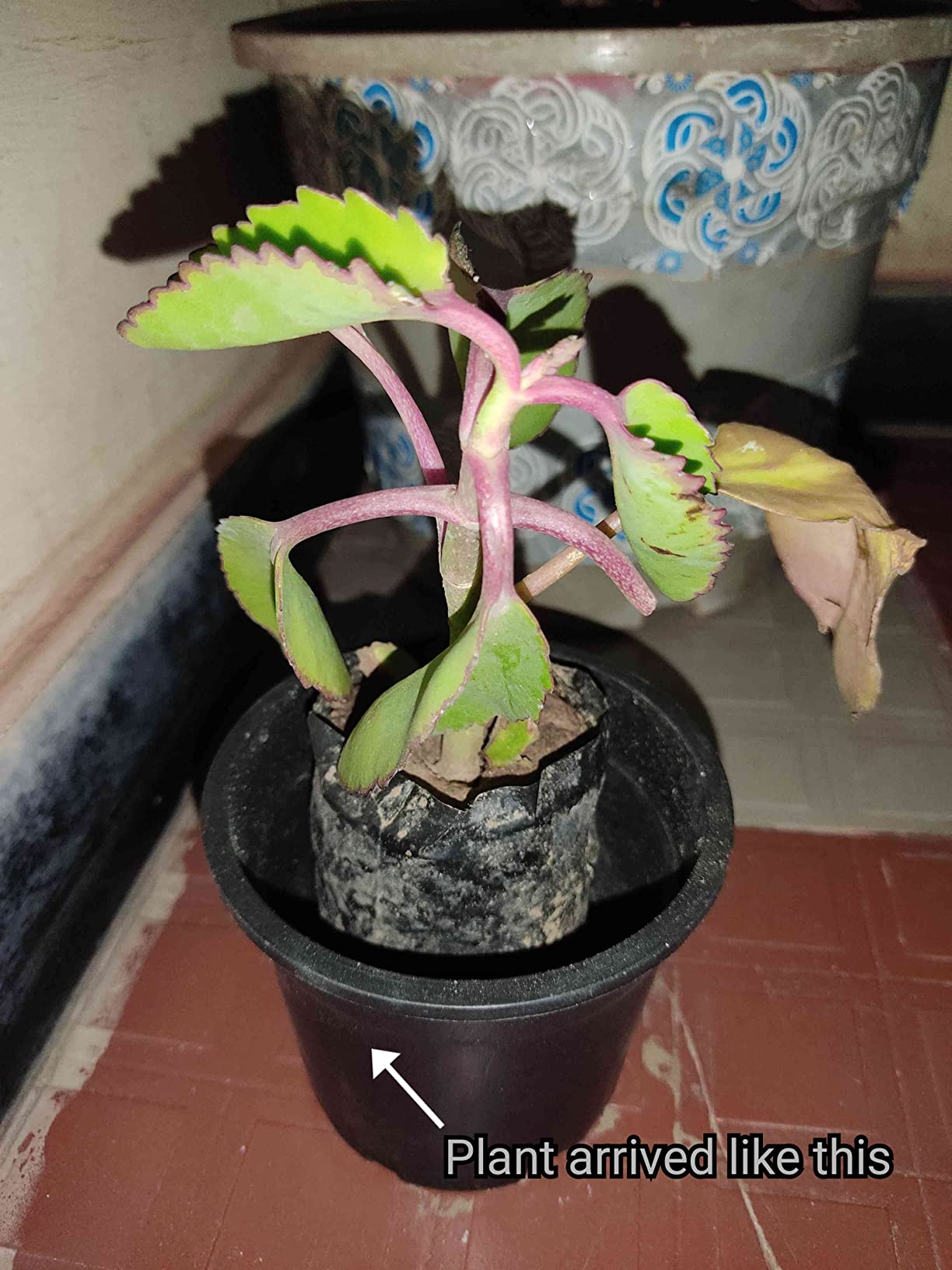 Patpert Agrotech Panfuti, Vernacular, Bryophyllum Pinnatum, The ...