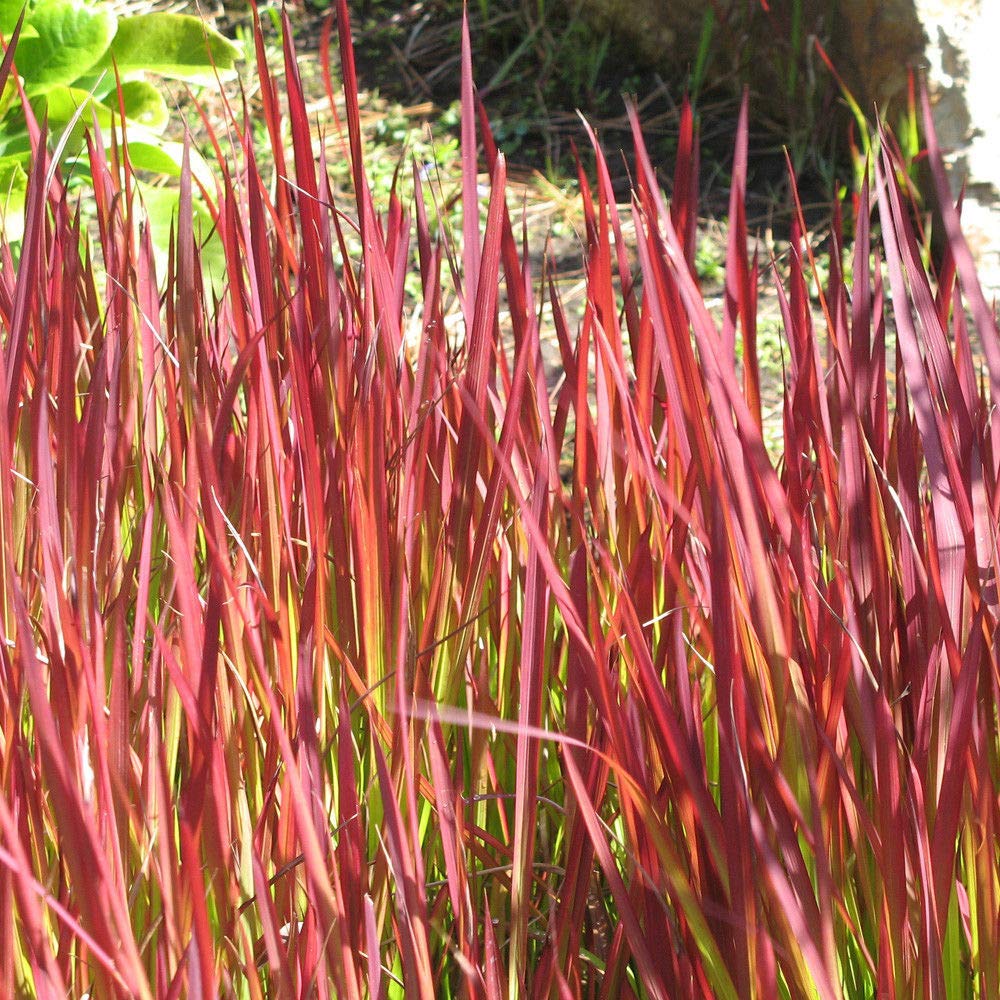 Buy Imperata 'Red Baron', Japanese Blood Grass, Ornamental Grass s ...