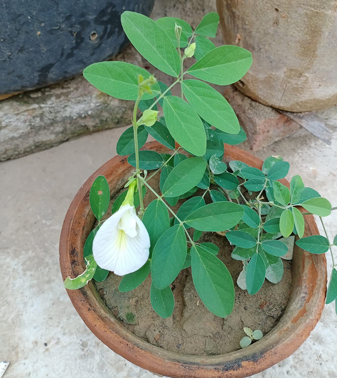 GardenHunt Shankupushpi (White Single Petal) Aparajitha/Sangu Poo ...