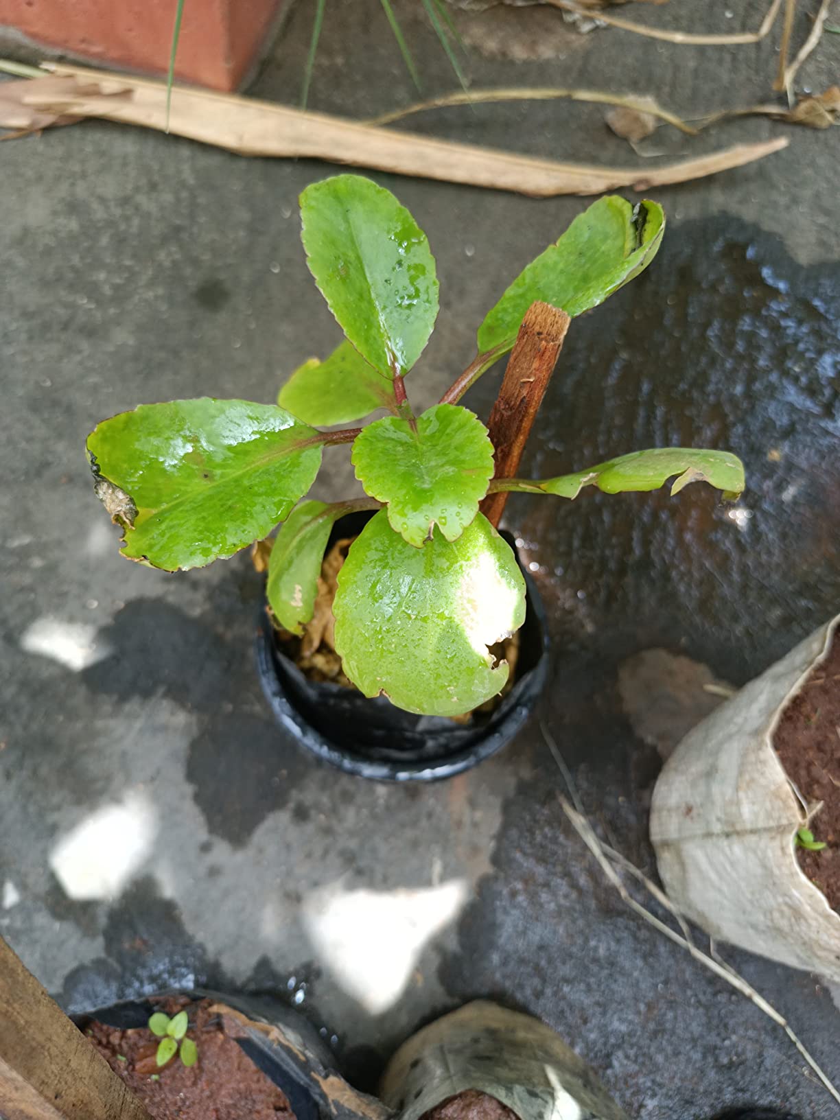 Bhajanlal Greenery Real patharchatta Live Plant Kidney Stone Plant ...