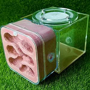 Amazon.co.jp: Transparent Ant Tower Educational Formpotassium Acrylic ...