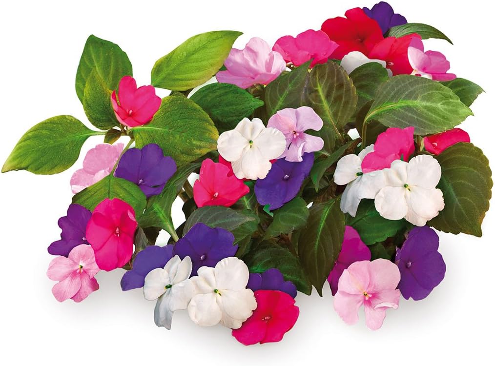 Amazon.com : Click and Grow Smart Garden Busy Lizzie Plant Pods, 9-Pack ...