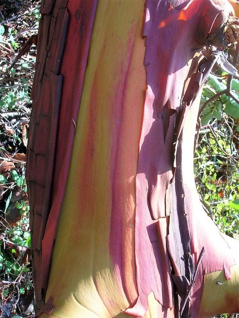 Amazon.com : 10 Pacific MADRONE Tree Bearberry Red Arbutus Menziesii ...