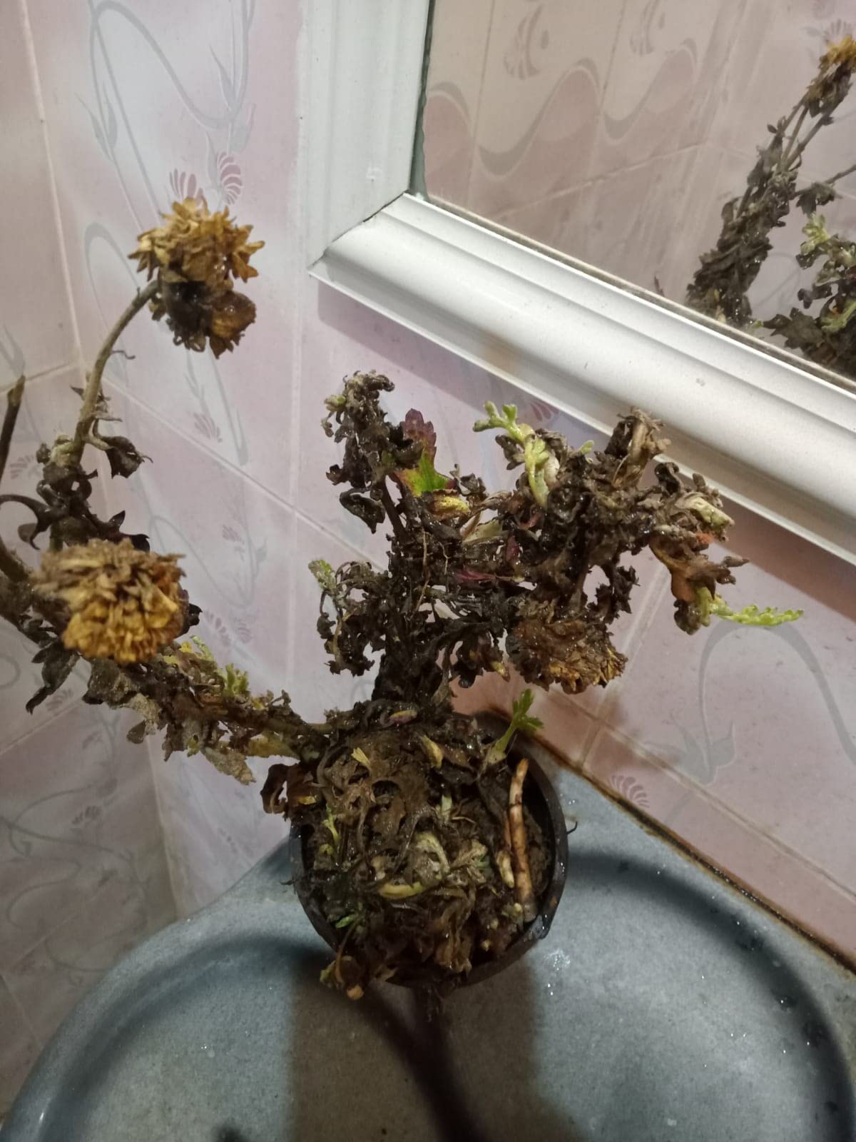 Earth and Plants Nursery Chrysanthemum/Sevati/mums/chrysanths Yellow ...