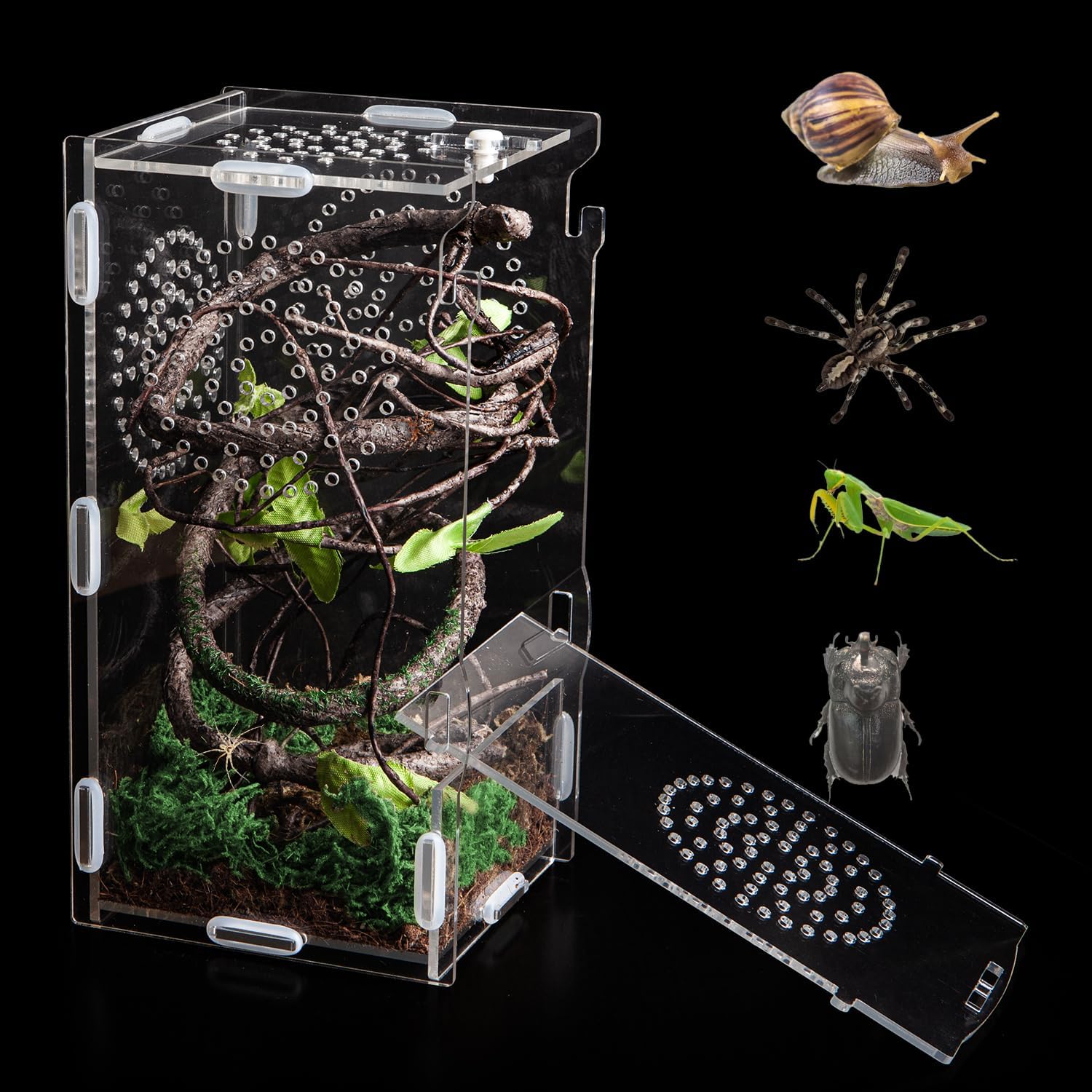 Amazon.com : TCooSo Jumping Spider Enclosure, Acrylic Praying Mantis ...
