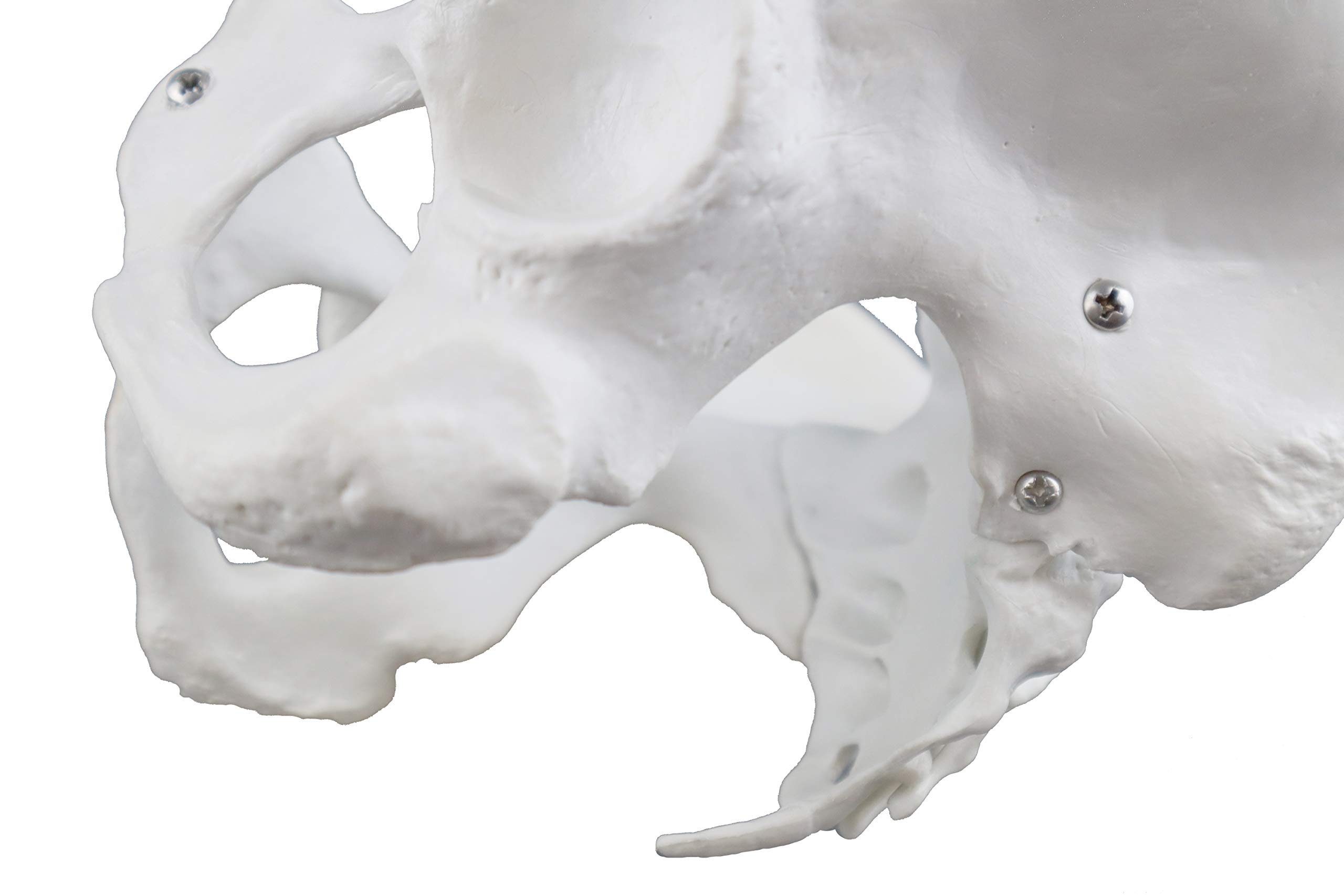 Buy Vision Scientific VAP217 Female Pelvis with 4th & 5th Vertebrae ...