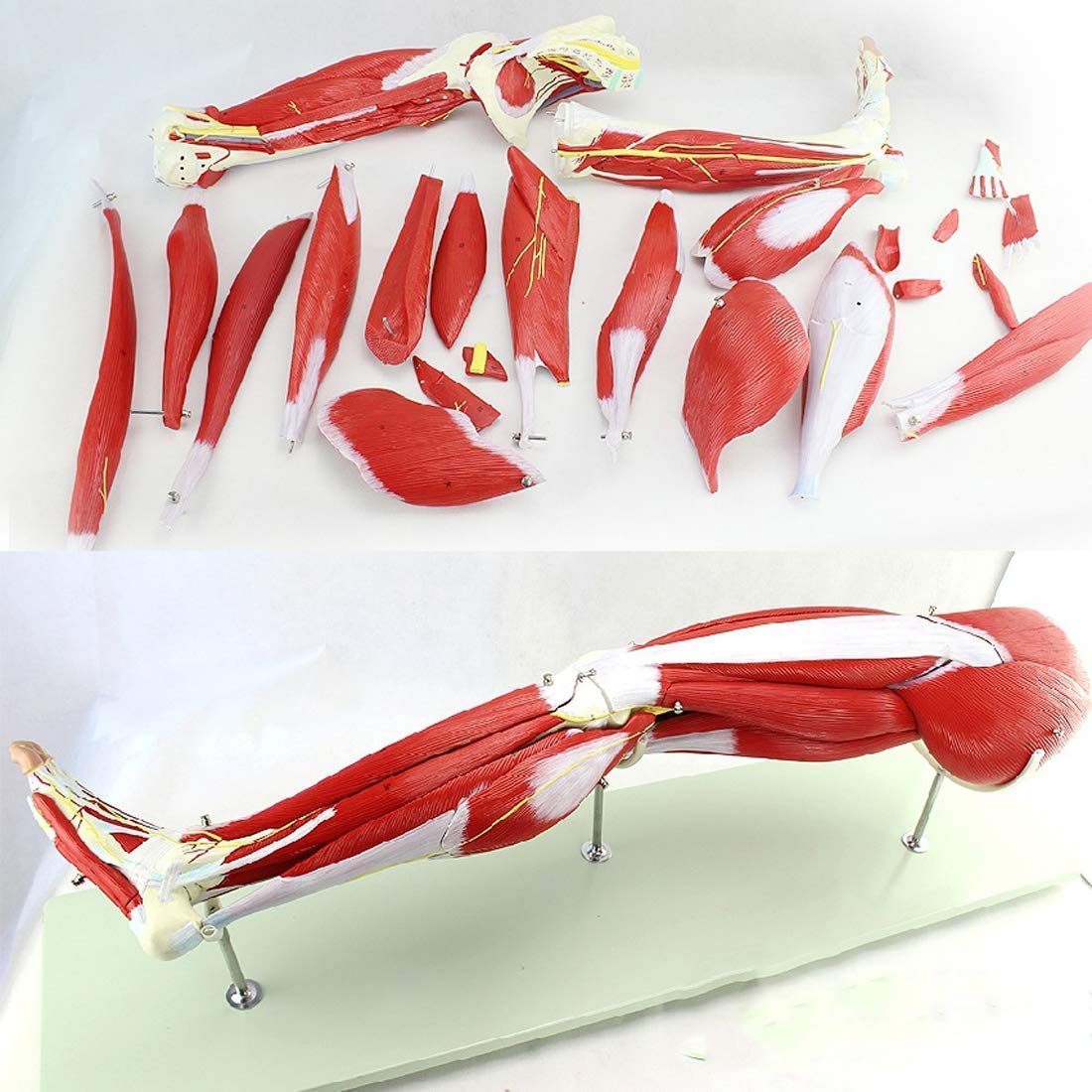 Buy Educational Model Human Lower Extremity Muscle Anatomy Model, Motor ...