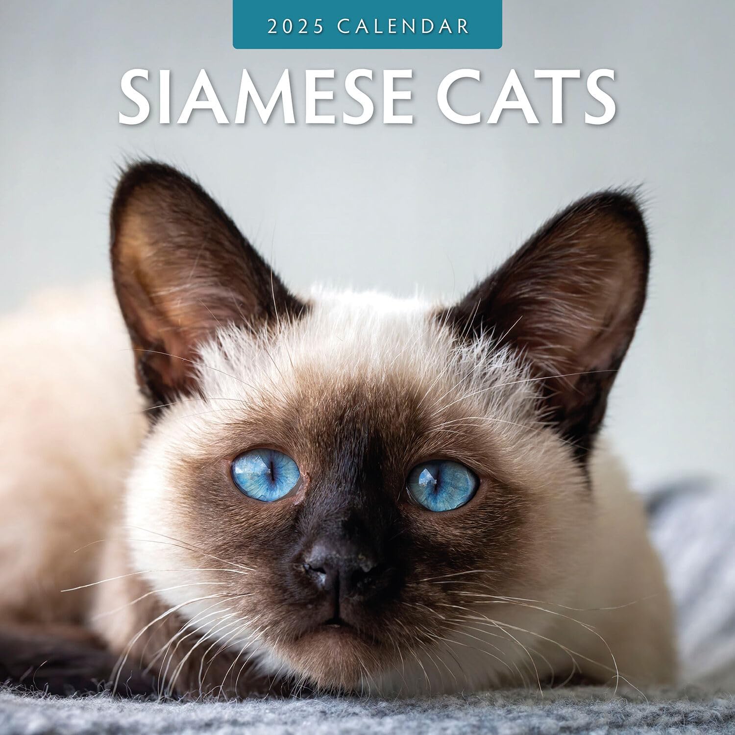 Amazon.com: Red Robin 2025 Siamese Cats Monthly Wall Calendar | 12" x ...