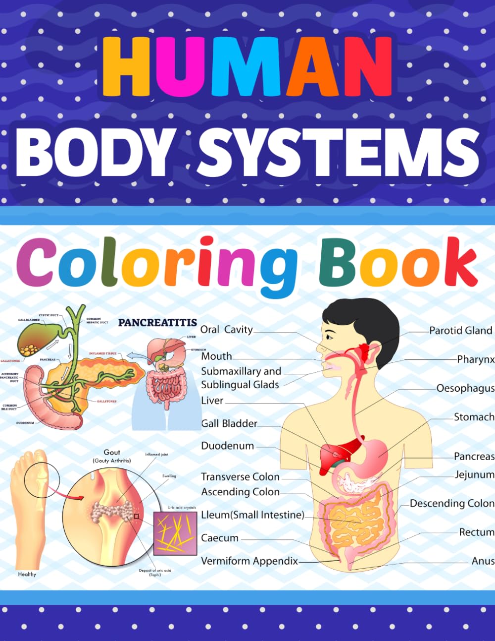 Amazon.com: Human Body Systems Coloring Book: Human Body Systems ...