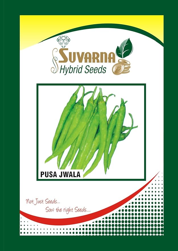 SUVARNA Chilli Pusa Jwala 50 gm Seeds (Pack of 2) : Amazon.in: Garden ...