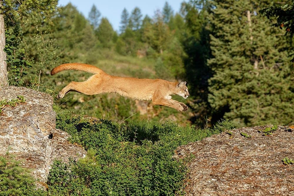 Mountain Lion Pouncing