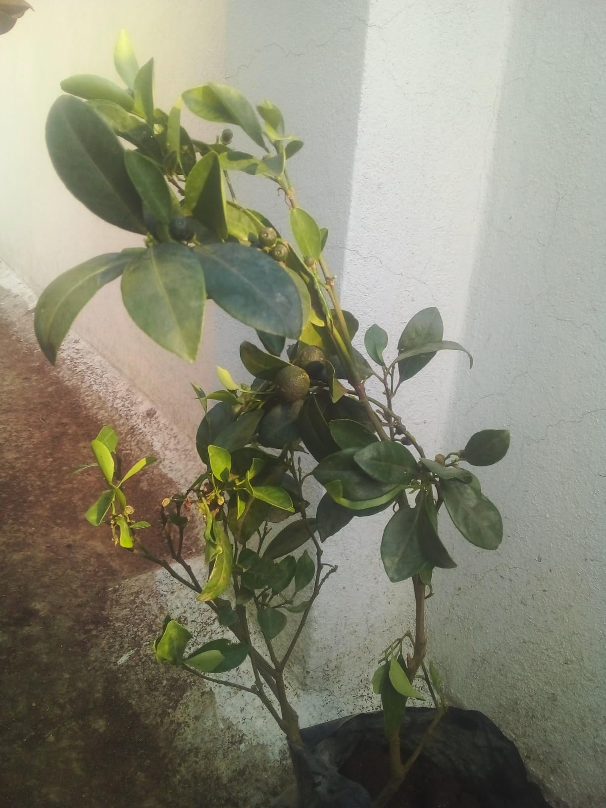 Miracle Nursery All Time Chinese Grafted Lemon Plant, Hybrid China ...
