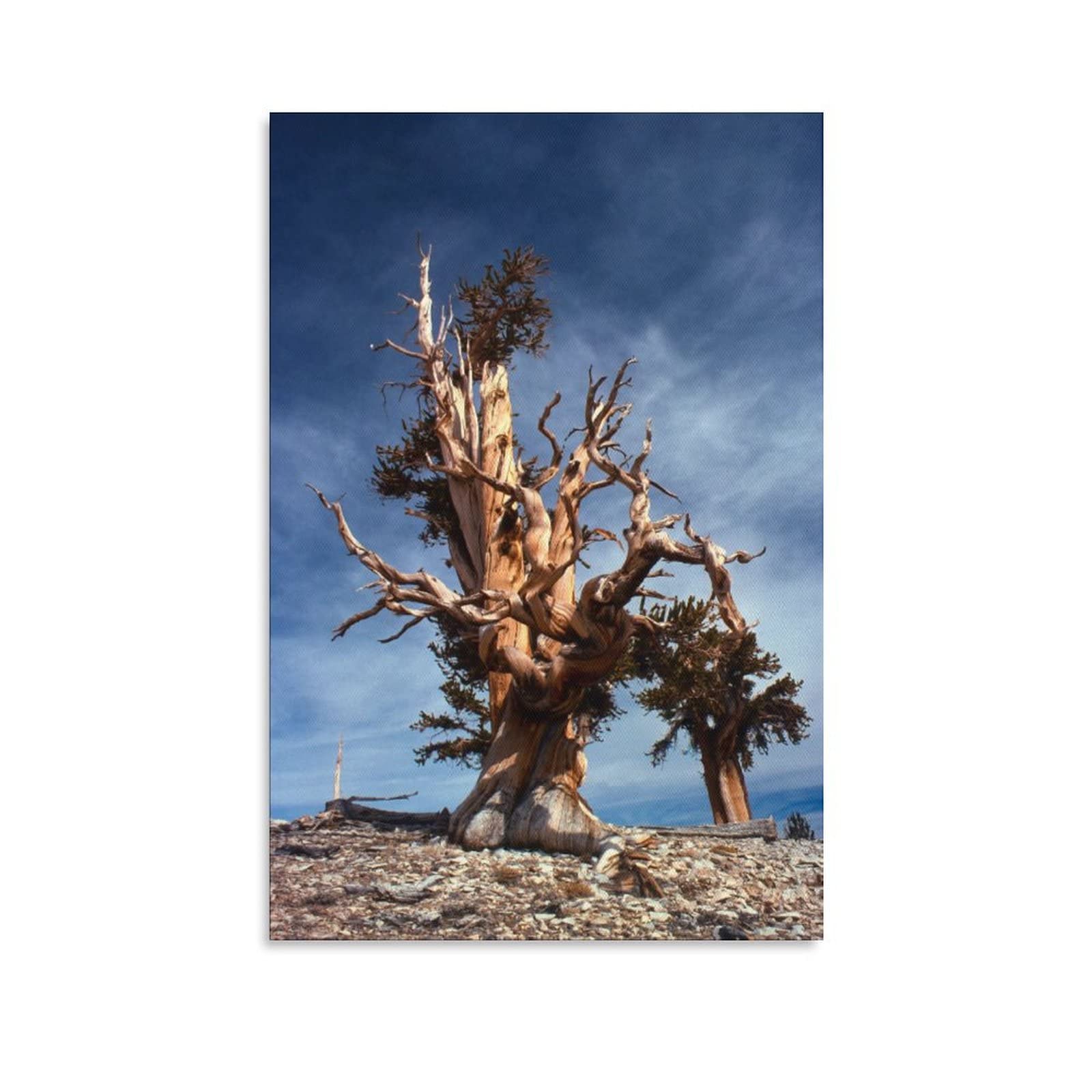 Bristlecone Pine Art