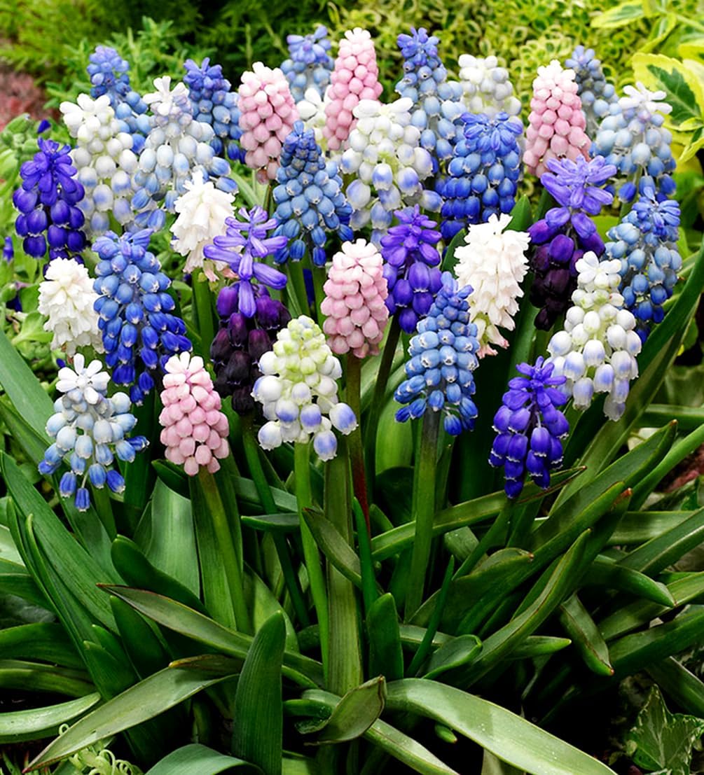 Amazon.com : Muscari Mix Bulbs - Perennial Muscari Mixture Grape ...