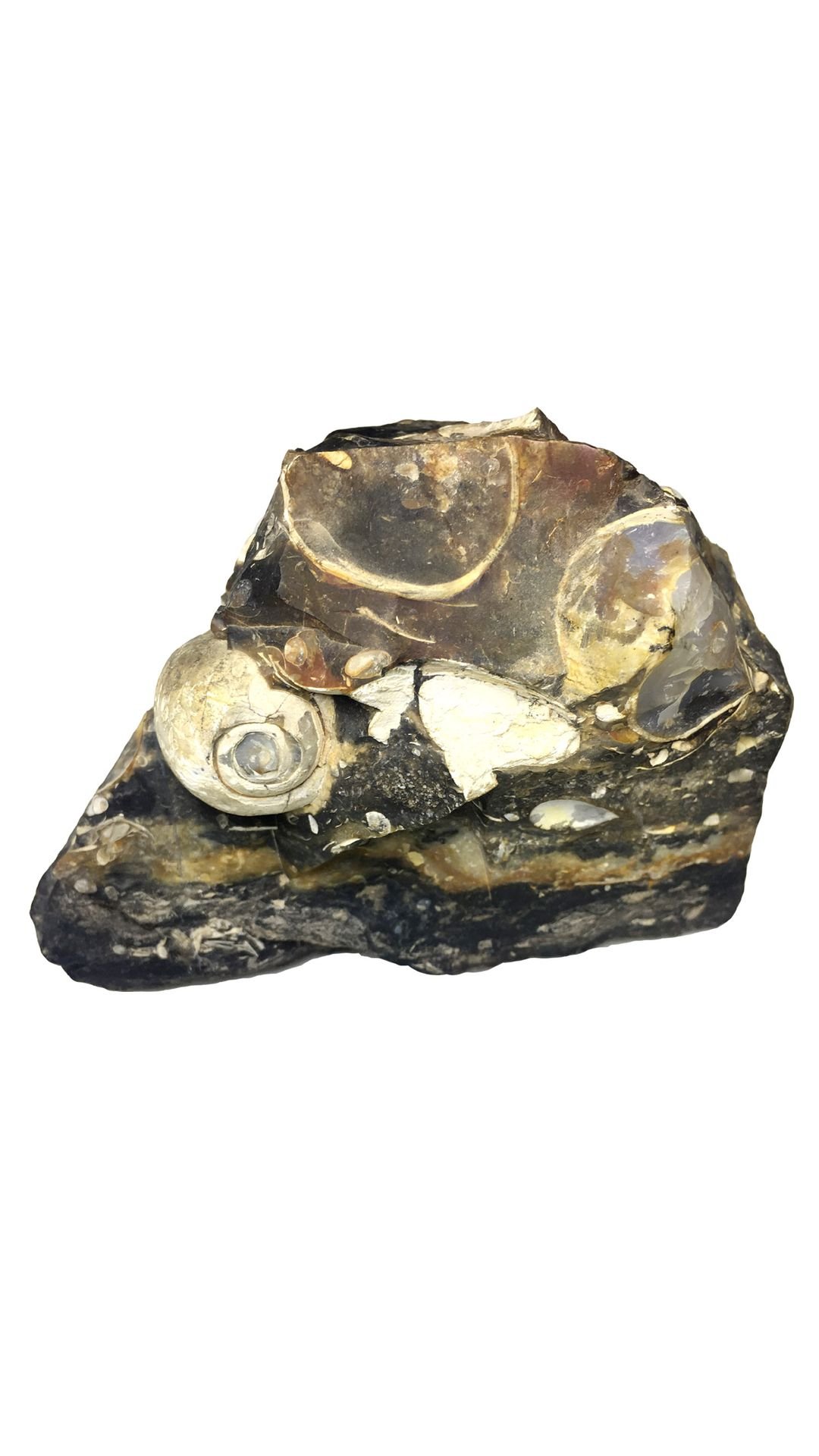 Satyamani Energized Turritella Agate Elimia Antique Snail Shell Rough ...