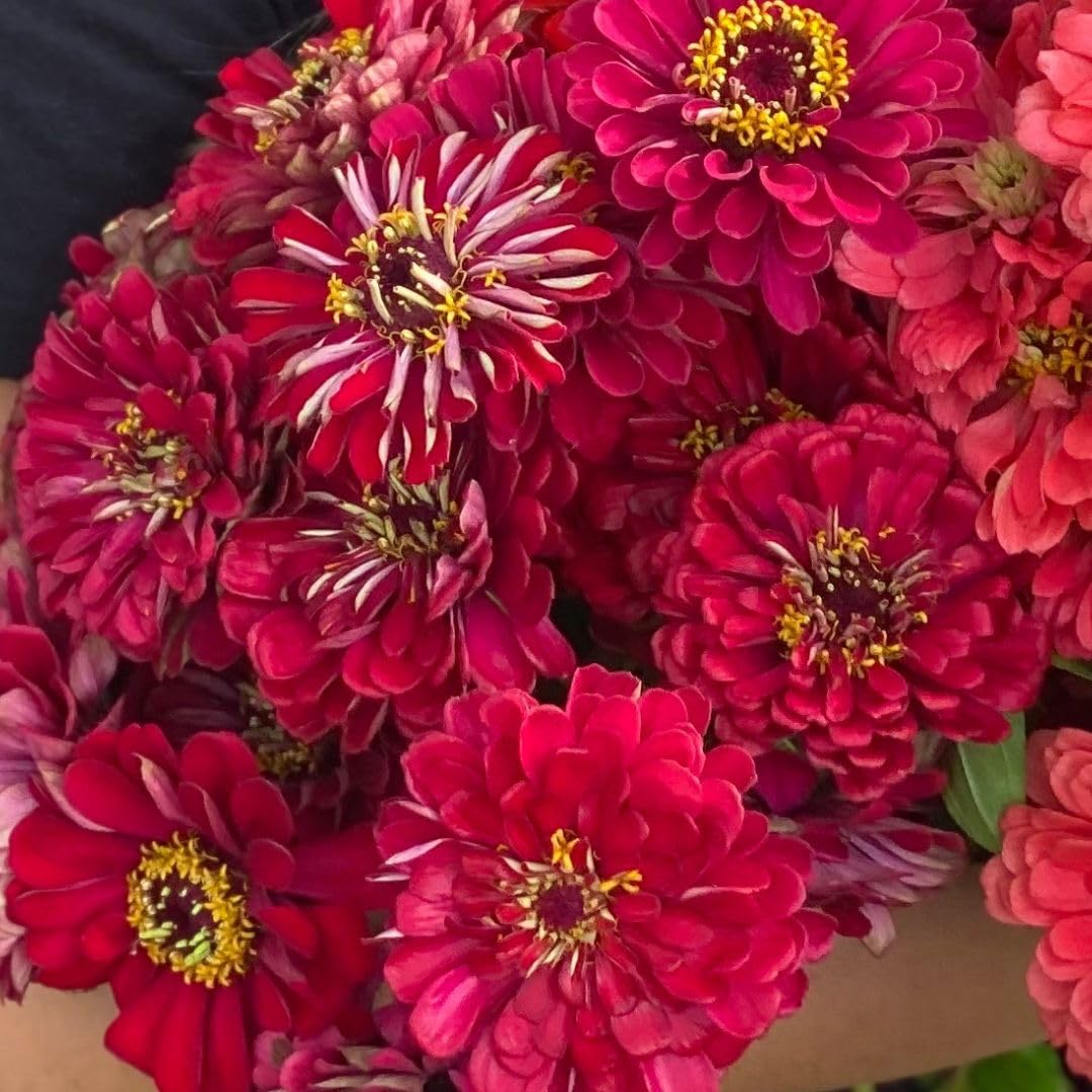 50 Seeds- Zinnia Benary Giant Deep Red Annual Flower Seeds : Amazon.in ...