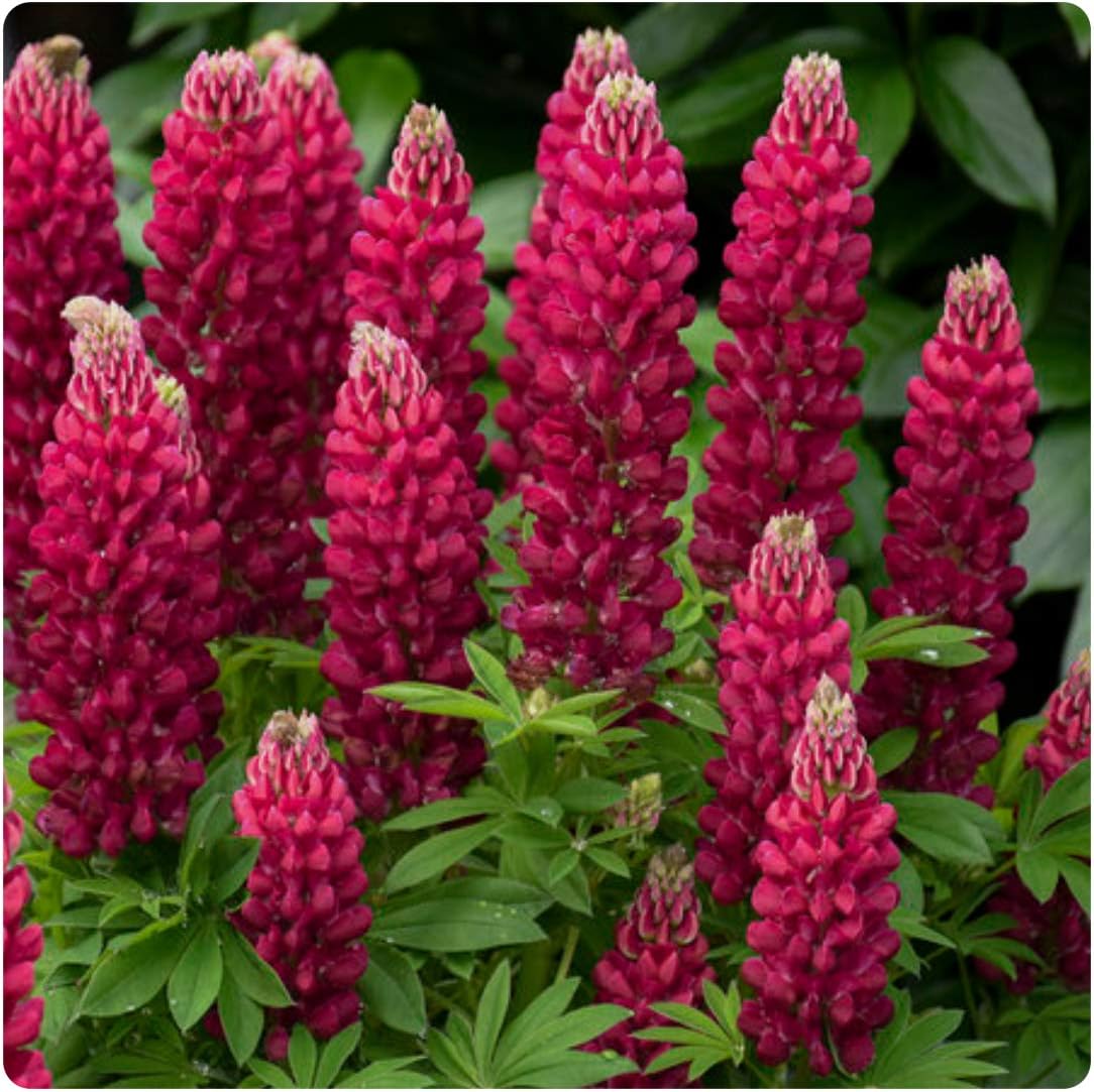 Lupin Legendary Red Shades x 5 Perennial Plug Plants : Amazon.co.uk: Garden